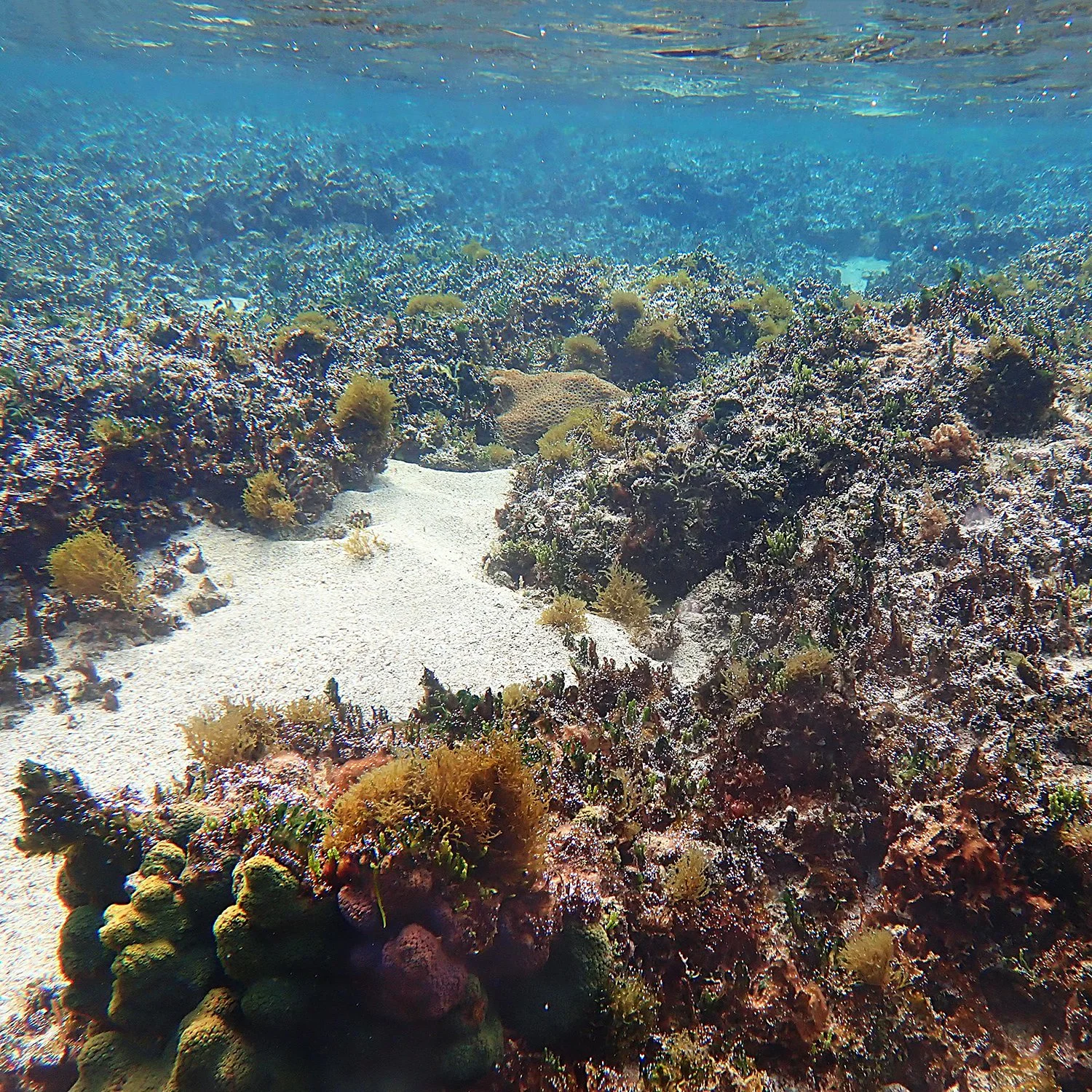 Bubble and fizz – a quick guide to coral reef chemistry — Norfolk ...