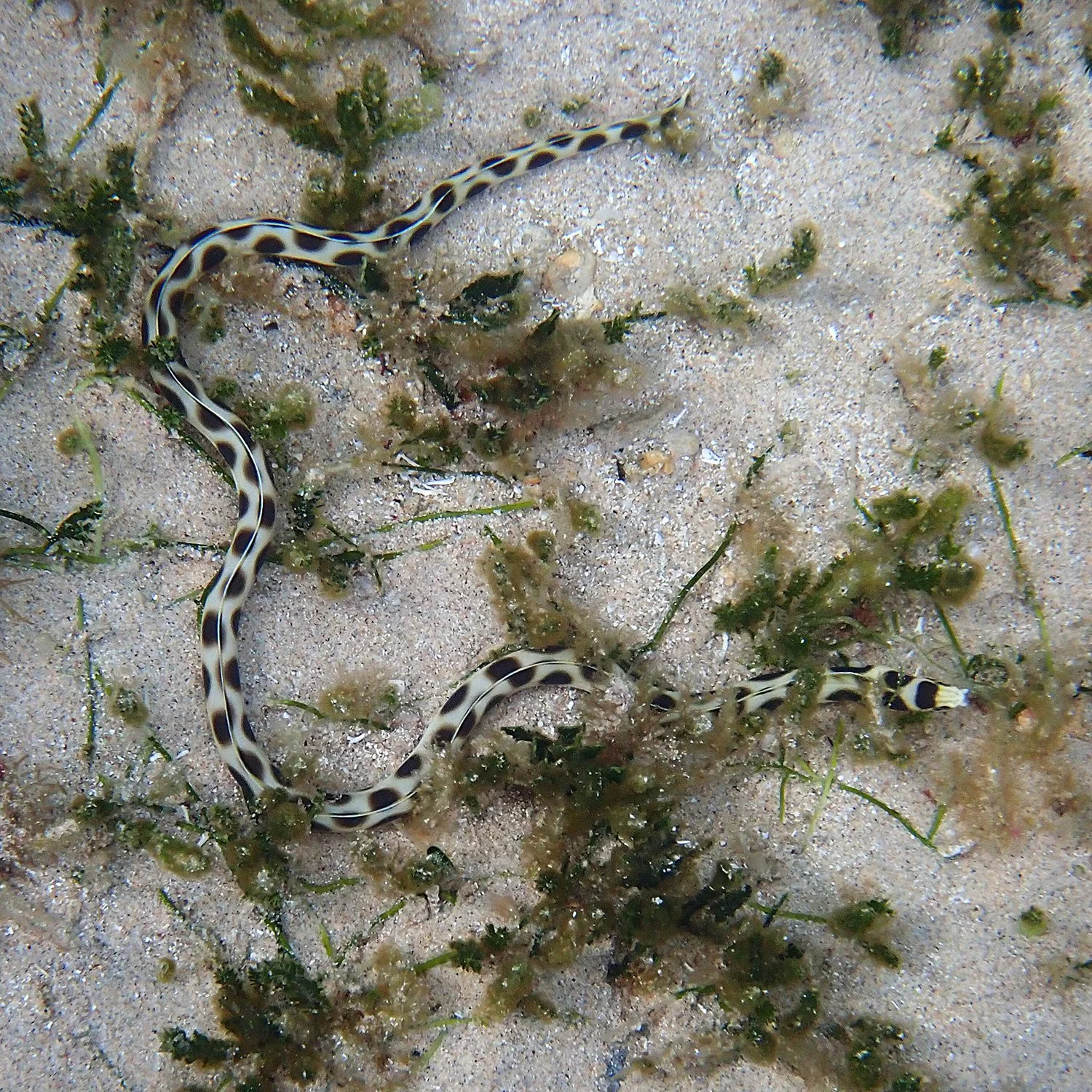 Beneath the waves in Emily Bay, Norfolk Island — Norfolk Island's Reef