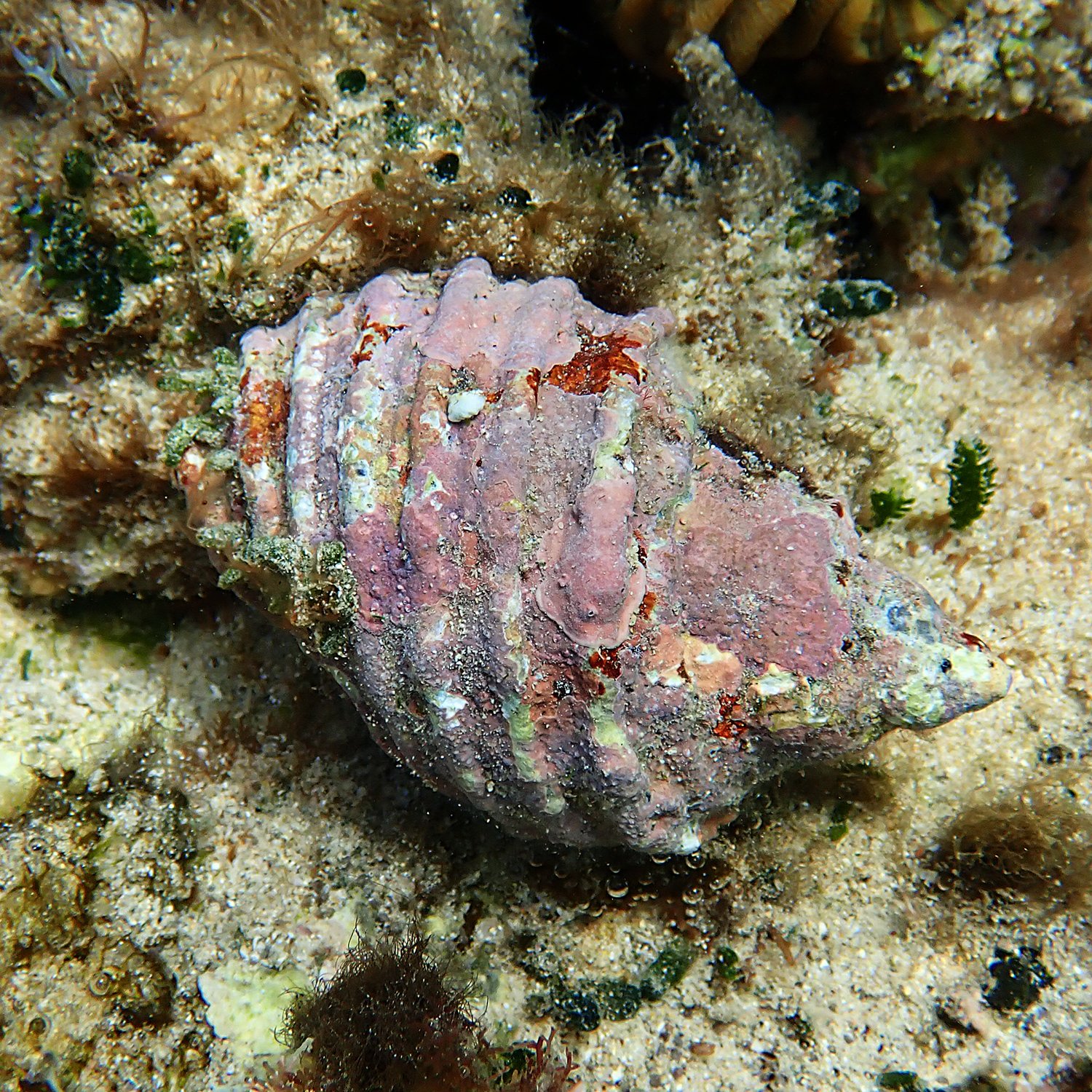 Pretty in pink – the real coral reef builders — Norfolk Island's Reef