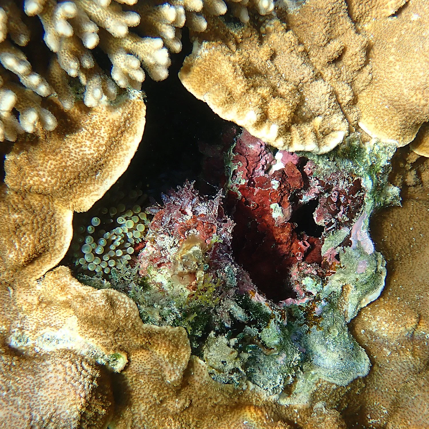 Pretty in pink – the real coral reef builders — Norfolk Island's Reef