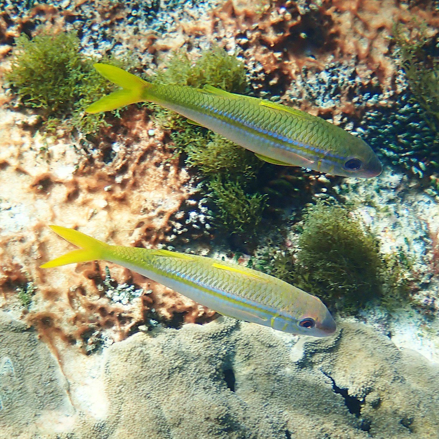 By the hair of a goatfish's chinny chin chin! — Norfolk Island's Reef