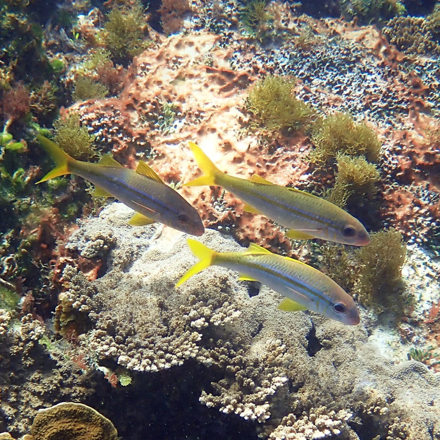By the hair of a goatfish's chinny chin chin! — Norfolk Island's Reef