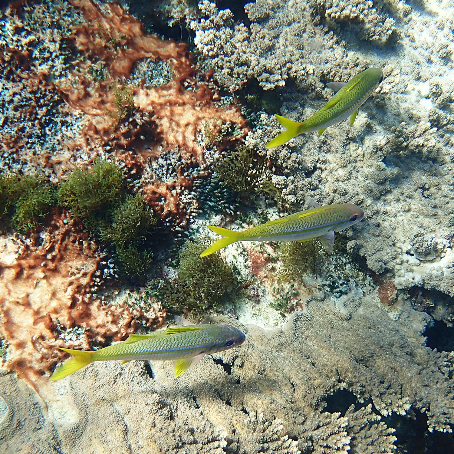 By the hair of a goatfish's chinny chin chin! — Norfolk Island's Reef