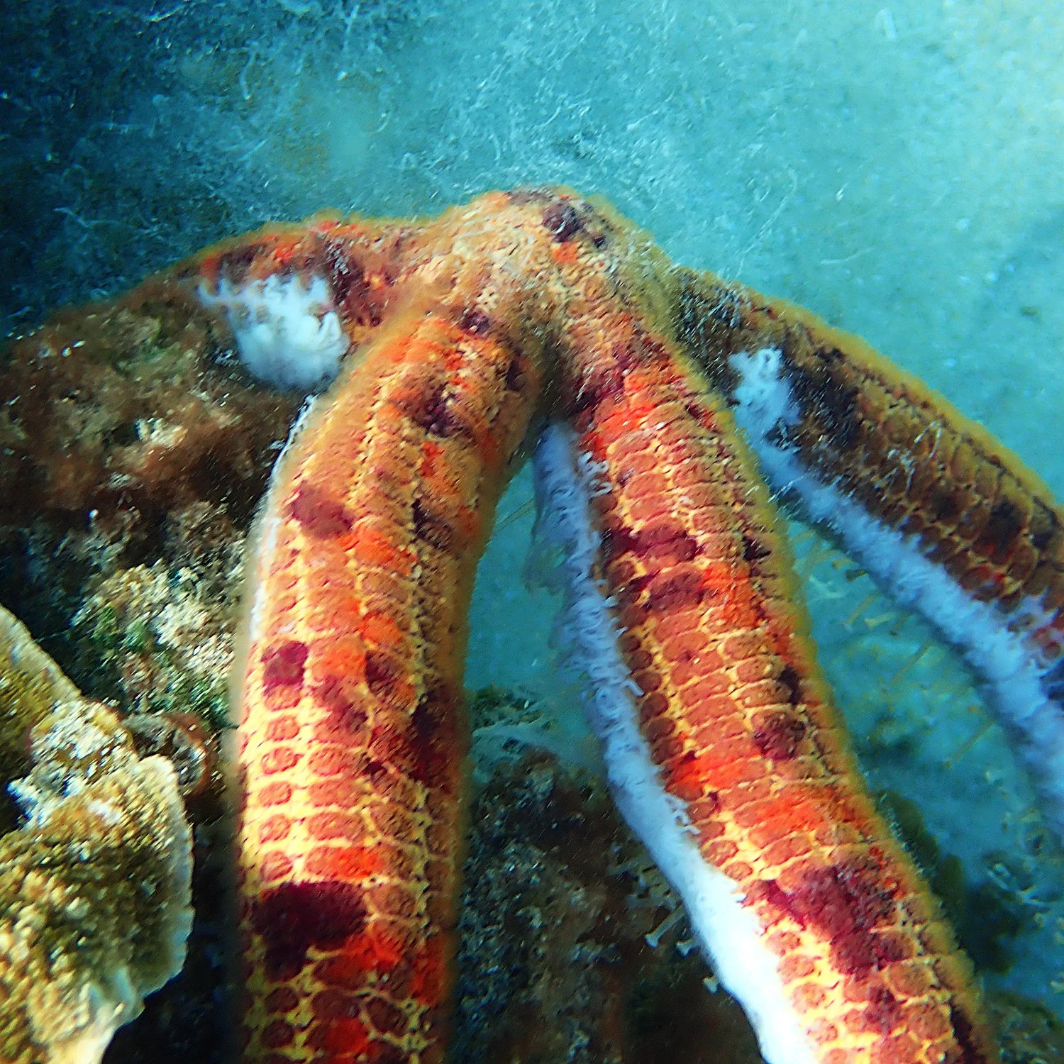 Casting your offspring to the currents – sea star reproduction ...