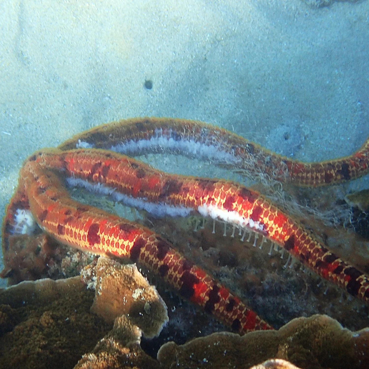 Casting your offspring to the currents – sea star reproduction ...