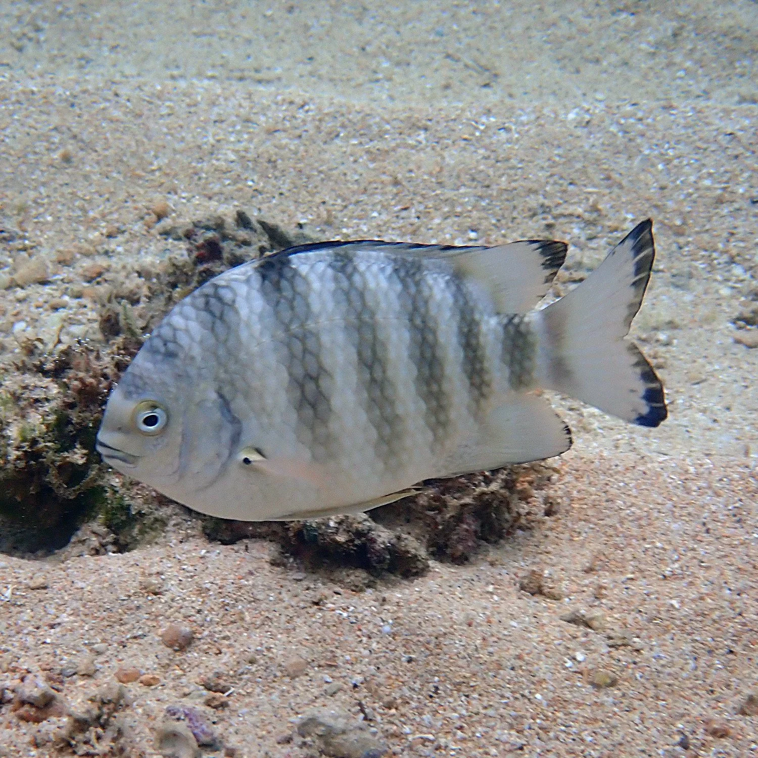 Same, same, but different – confusing fish identities — Norfolk Island ...