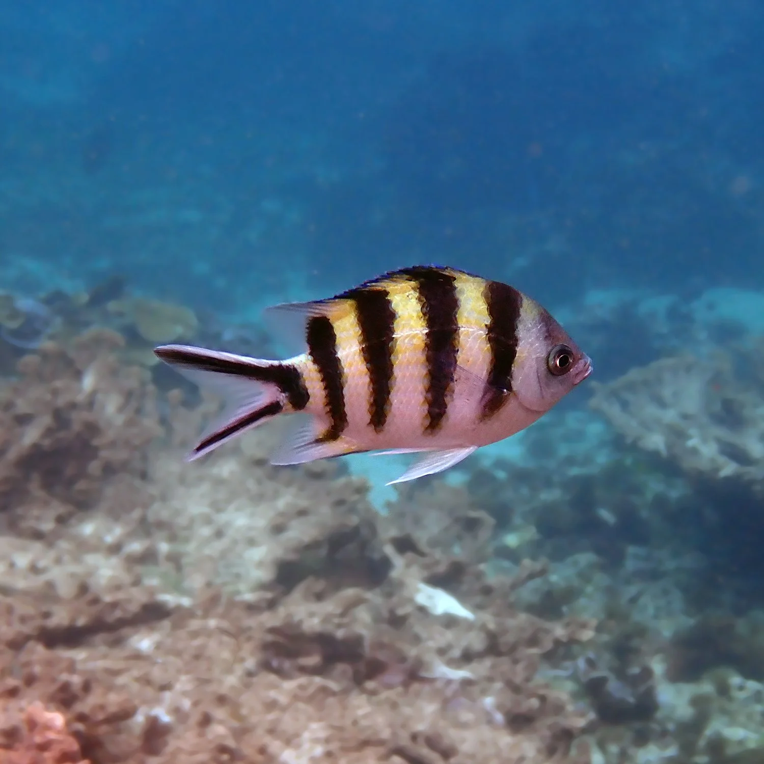 Same, same, but different – confusing fish identities — Norfolk Island ...