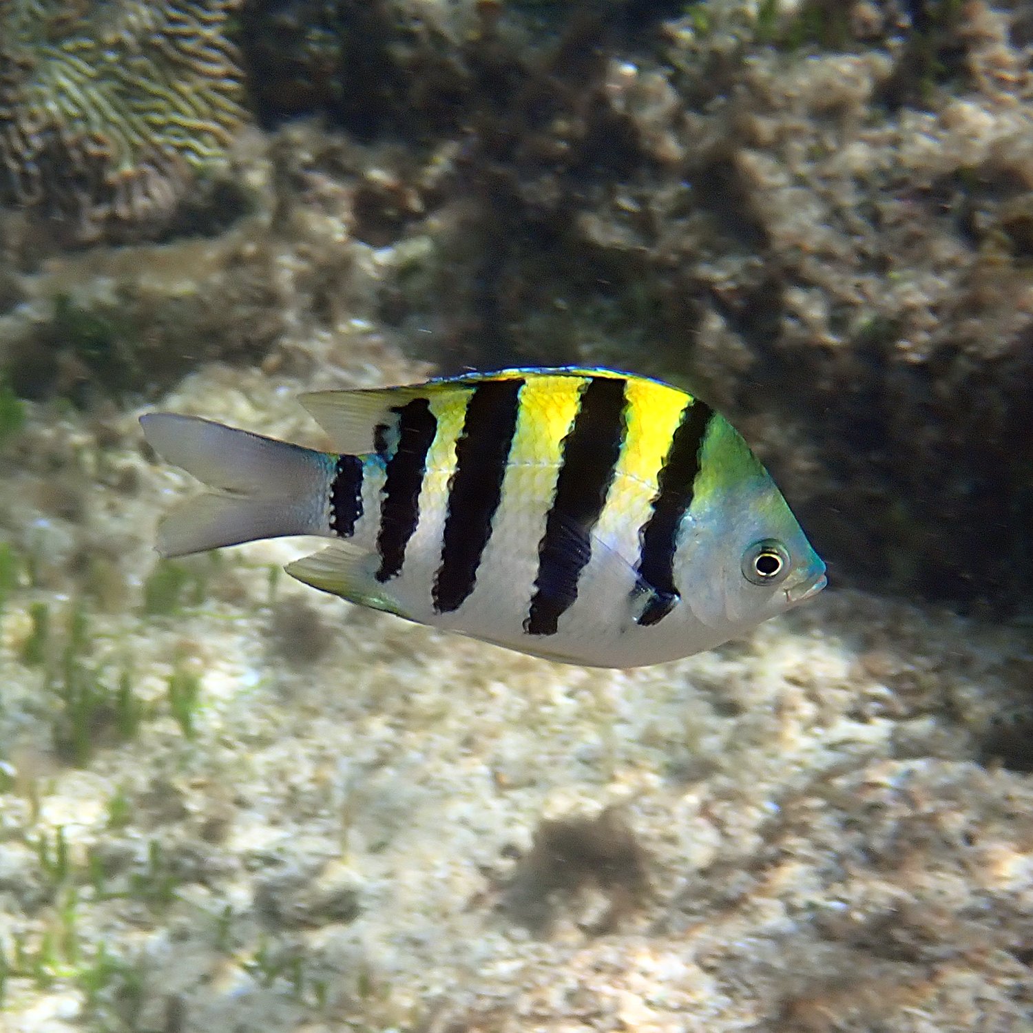 Same, same, but different – confusing fish identities — Norfolk Island ...