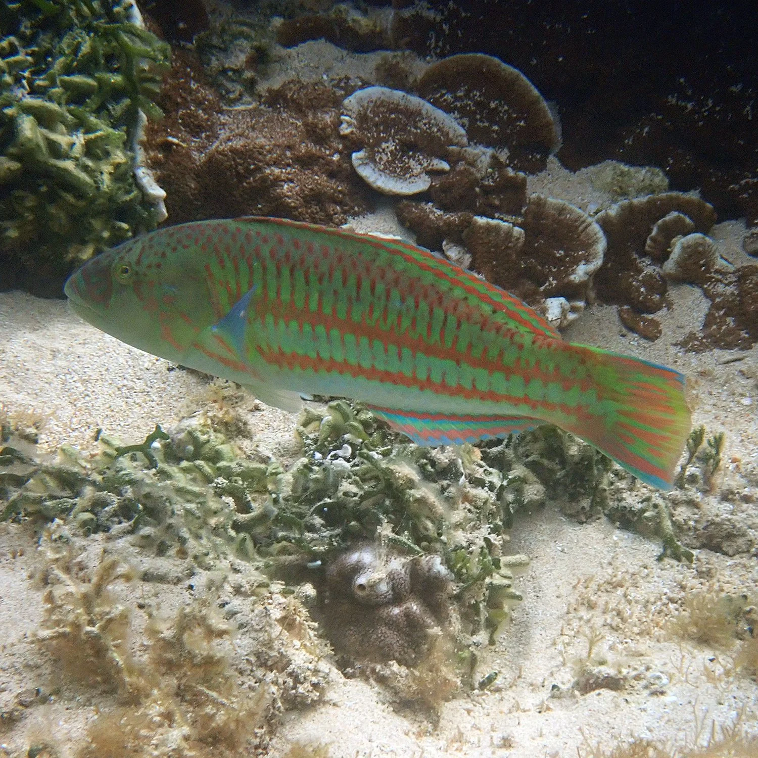Same, same, but different – confusing fish identities — Norfolk Island ...