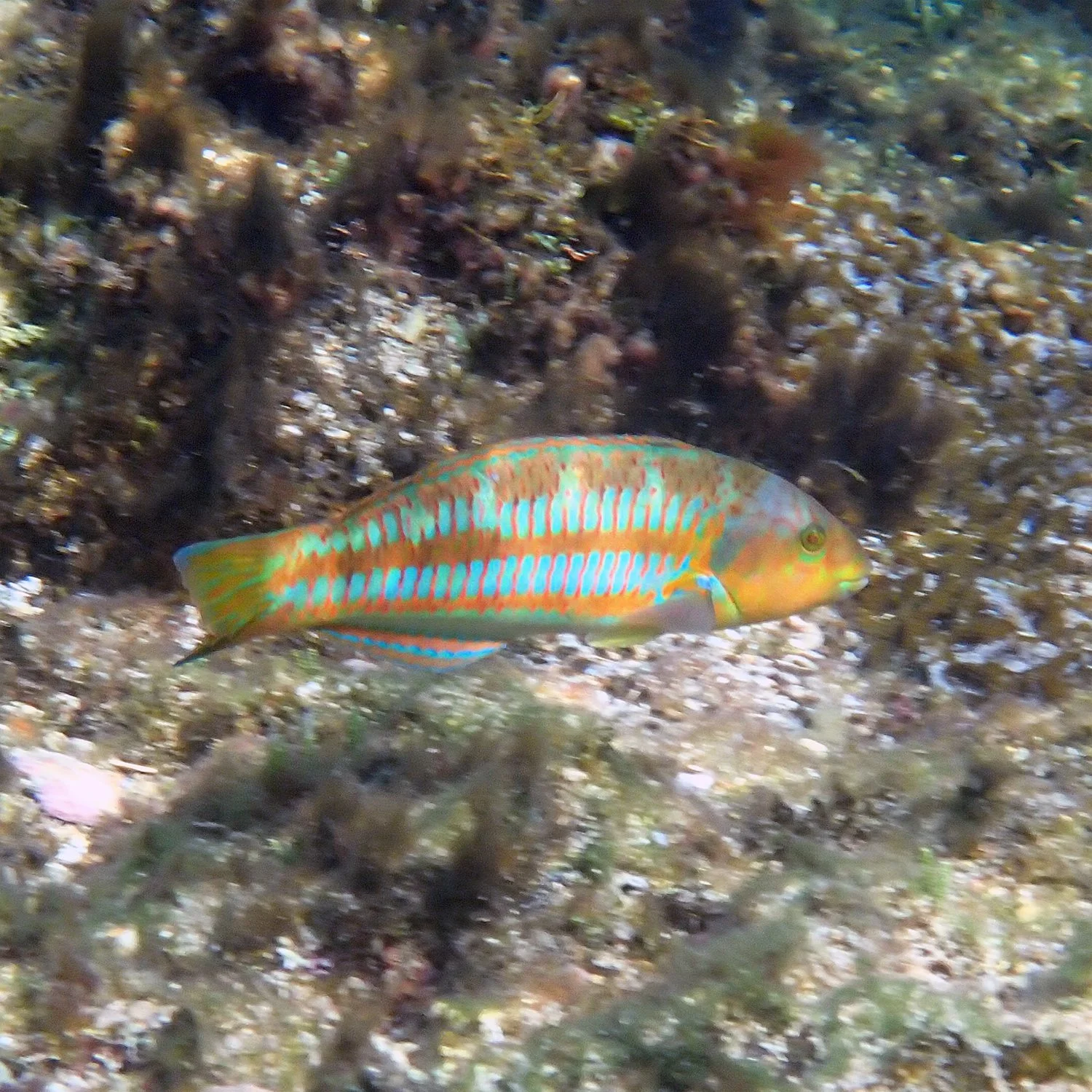 Same, same, but different – confusing fish identities — Norfolk Island ...