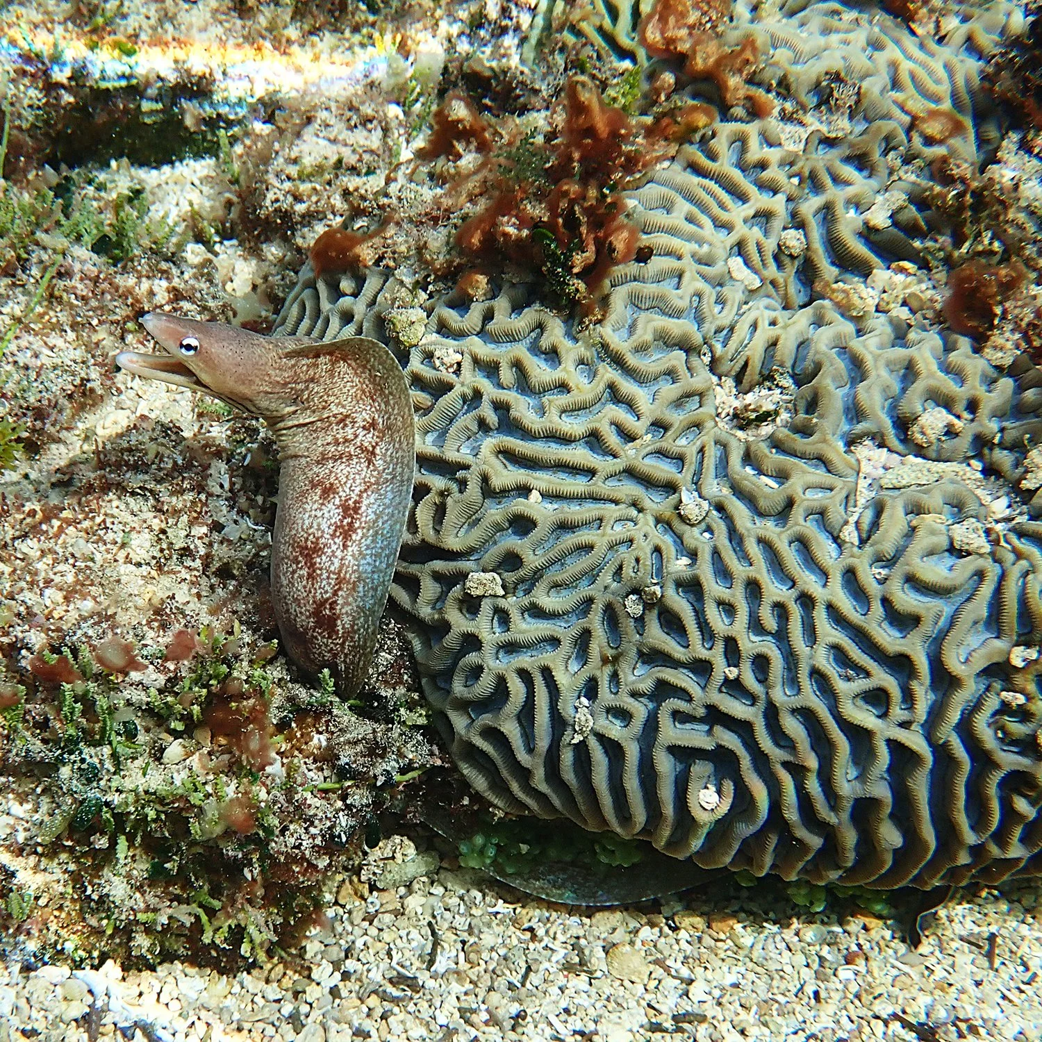 Norfolk Island's Eels