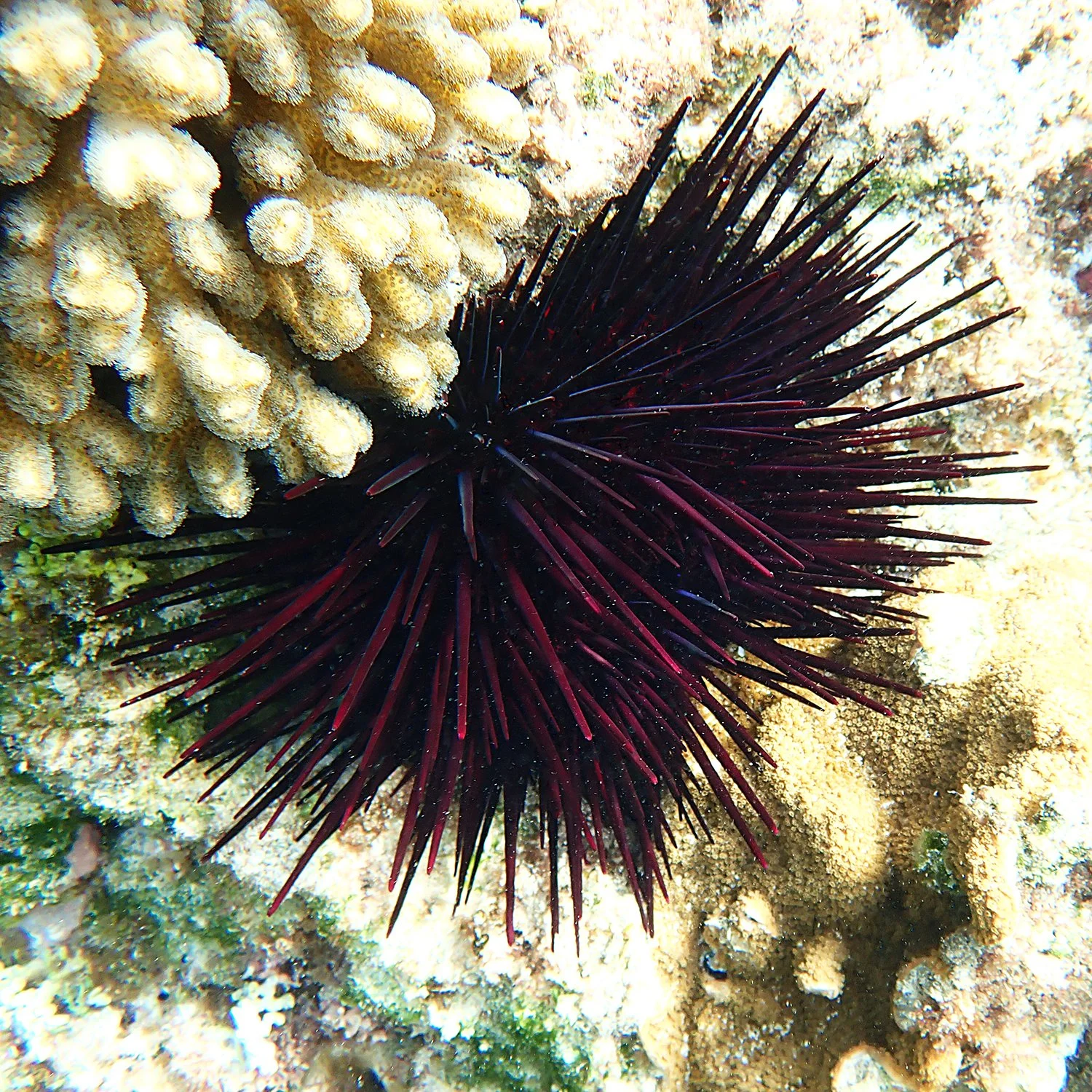 Norfolk Island's Sea Urchins and Sea Cucumbers