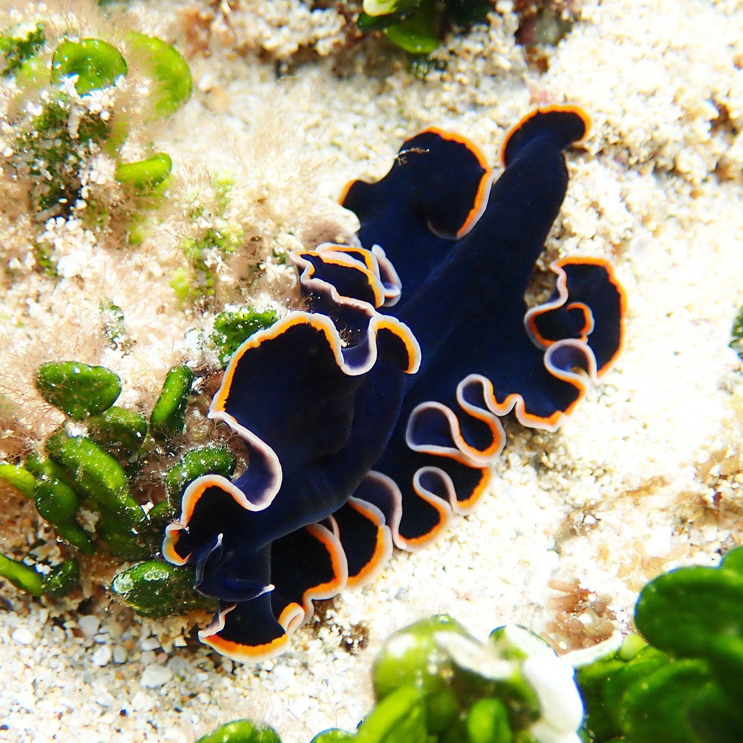 Norfolk Island's Nudibranchs, Sea Slugs and Flatworms