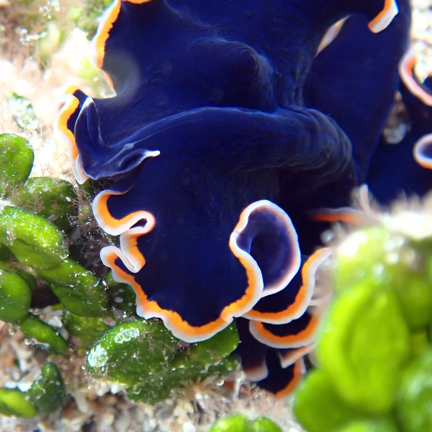 Norfolk Island's Nudibranchs, Sea Slugs and Flatworms