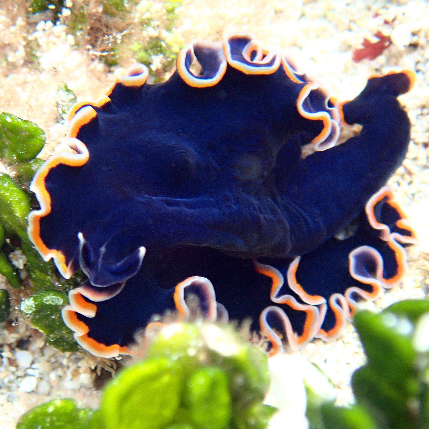 Norfolk Island's Nudibranchs, Sea Slugs and Flatworms