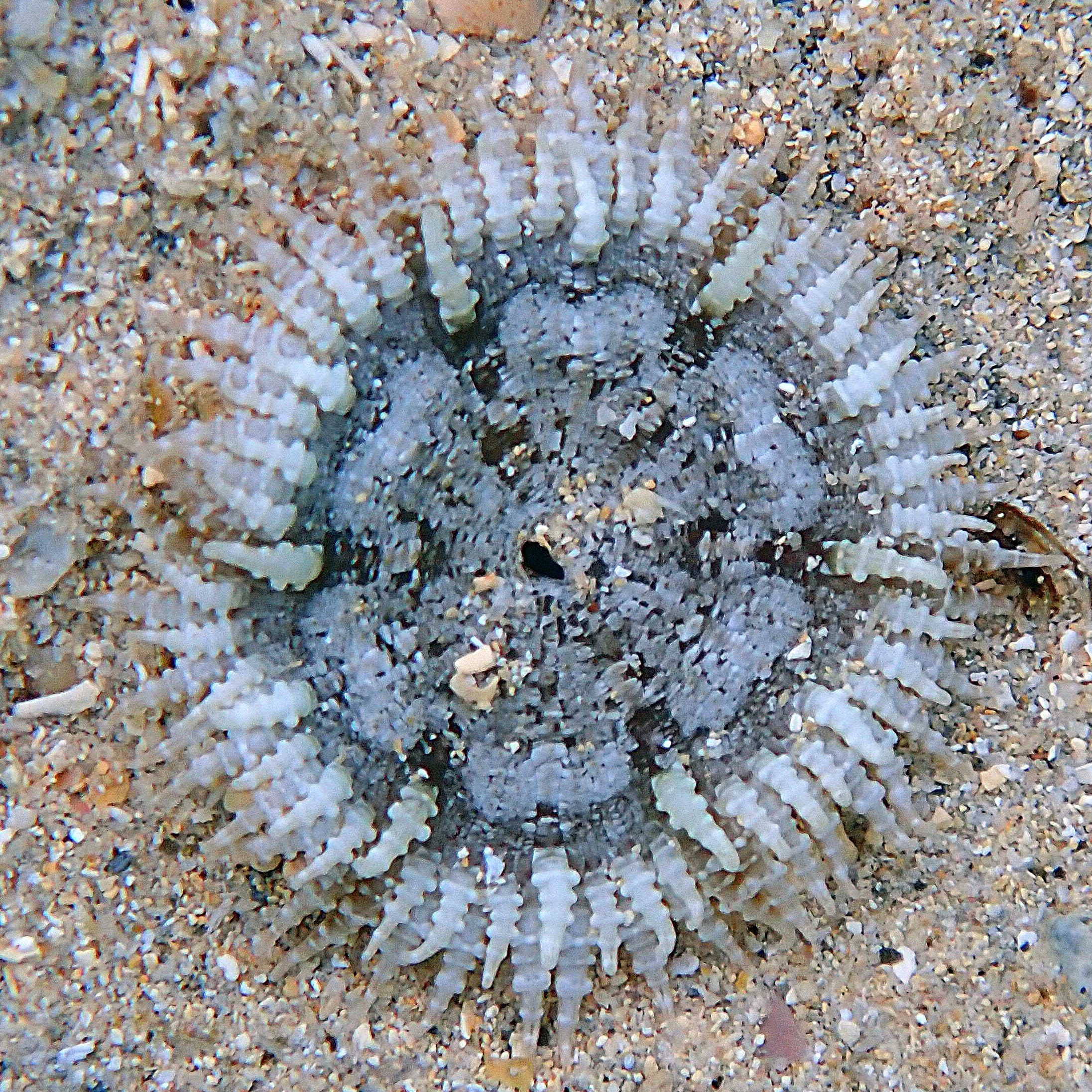 Do sea anemones hold the key to immortality? — Norfolk Island's Reef
