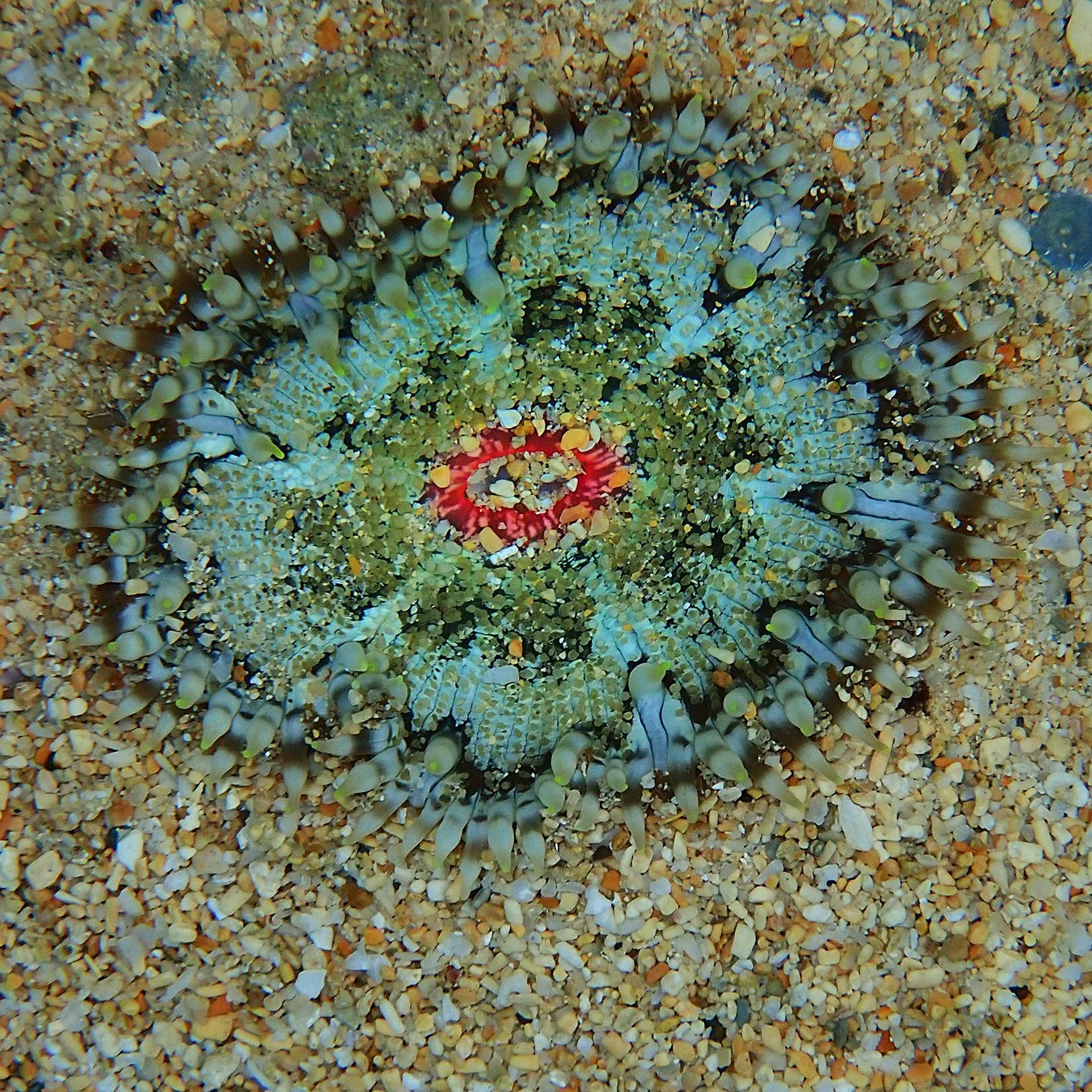 Do sea anemones hold the key to immortality? — Norfolk Island's Reef