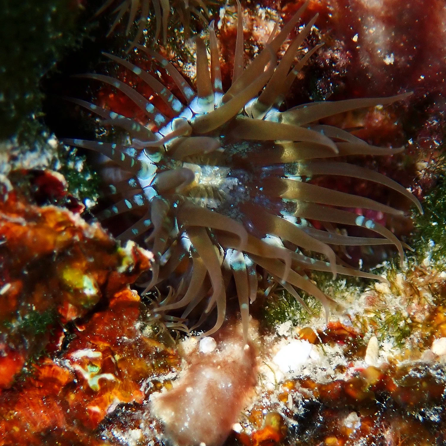 Do sea anemones hold the key to immortality? — Norfolk Island's Reef