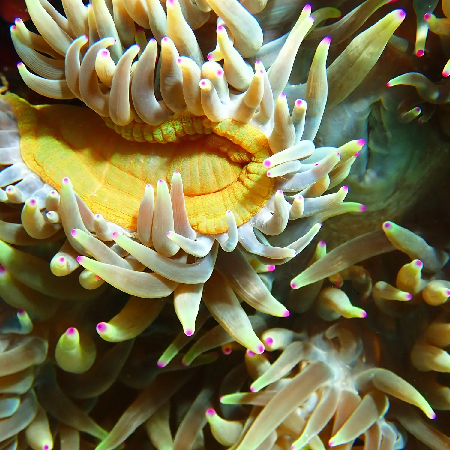 Do sea anemones hold the key to immortality? — Norfolk Island's Reef
