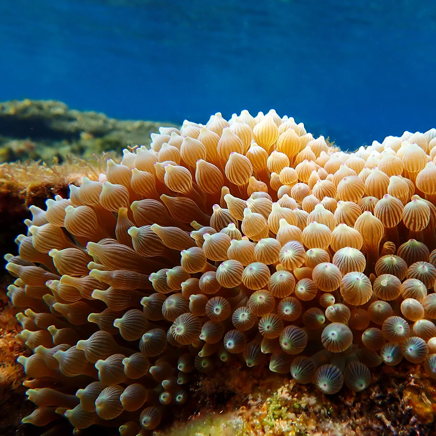 Do sea anemones hold the key to immortality? — Norfolk Island's Reef