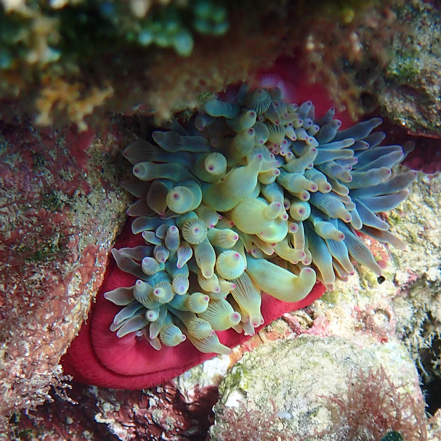 Do sea anemones hold the key to immortality? — Norfolk Island's Reef