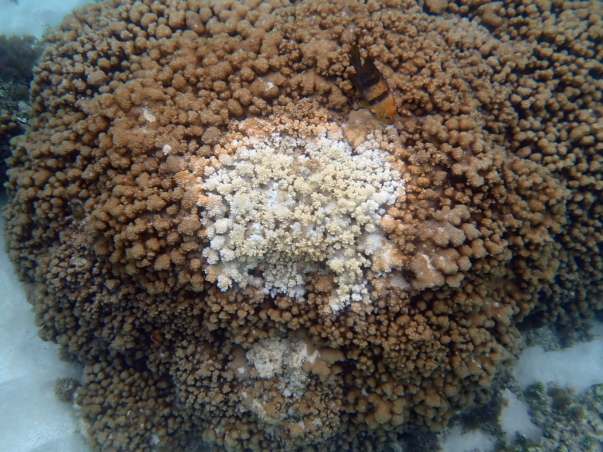 The spatiotemporal dynamics of a coral disease — Norfolk Island's Reef