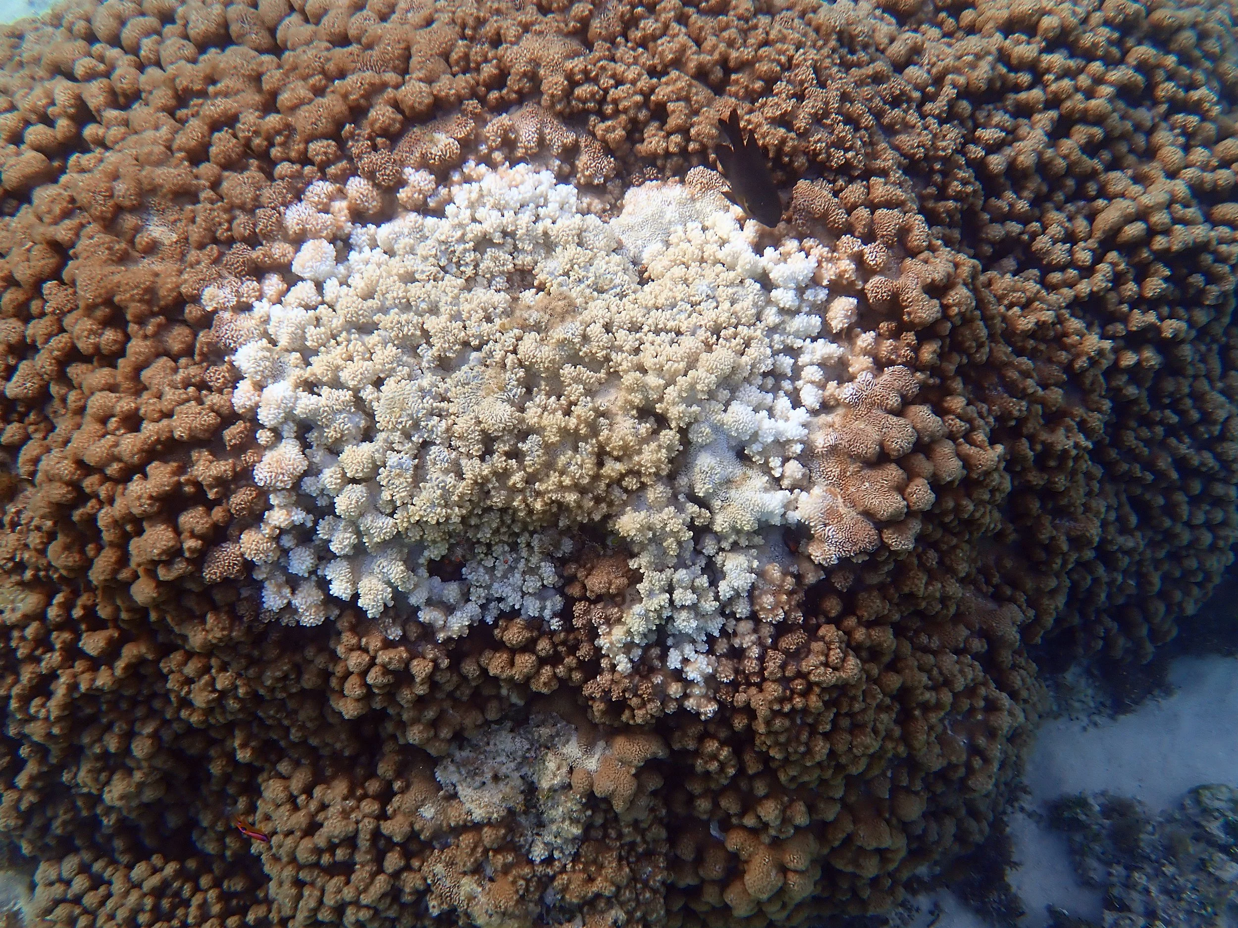 The spatiotemporal dynamics of a coral disease — Norfolk Island's Reef