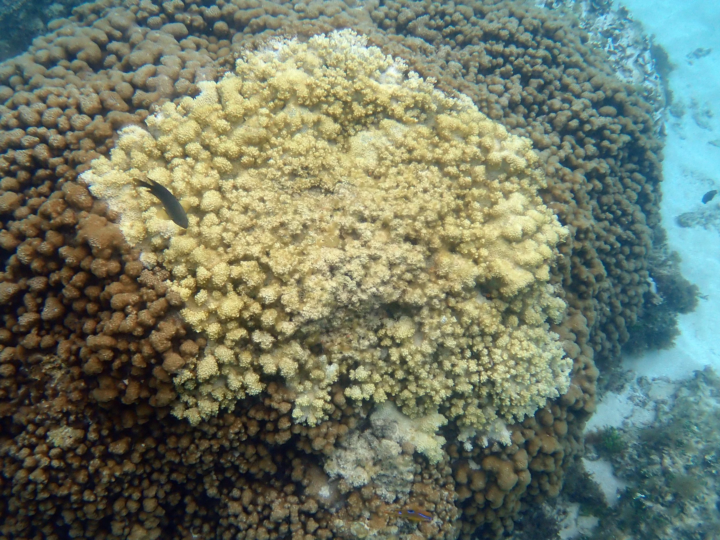 The spatiotemporal dynamics of a coral disease — Norfolk Island's Reef