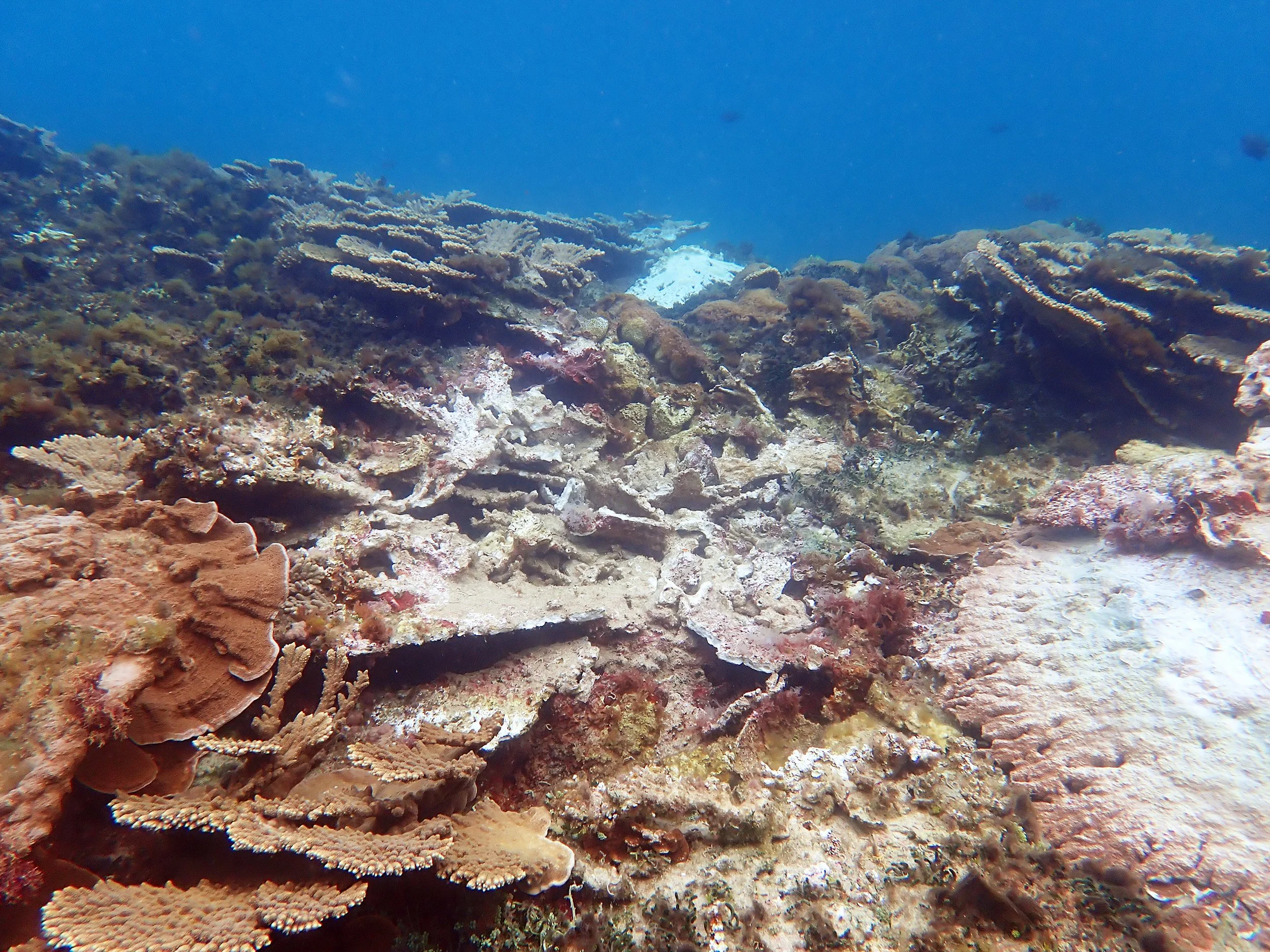 From coral reef to rubble — Norfolk Island's Reef