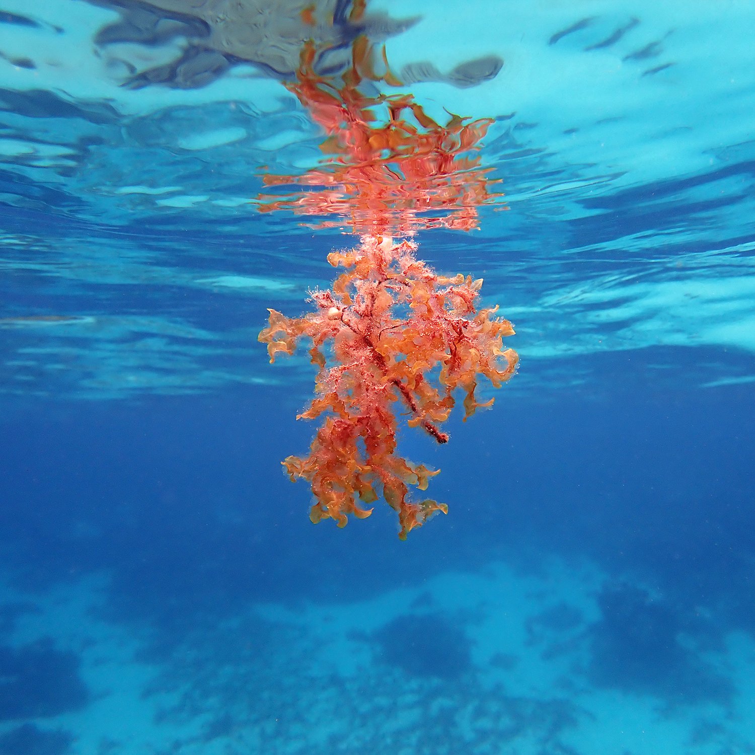 Free weed — Norfolk Island's Reef