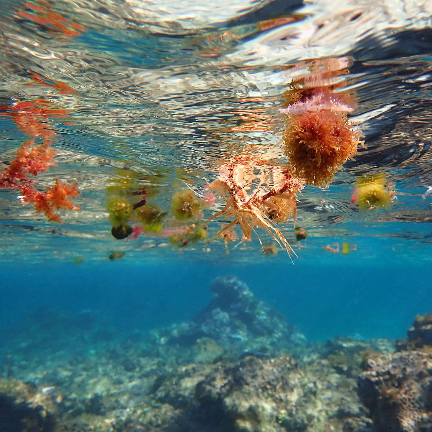 Free weed — Norfolk Island's Reef