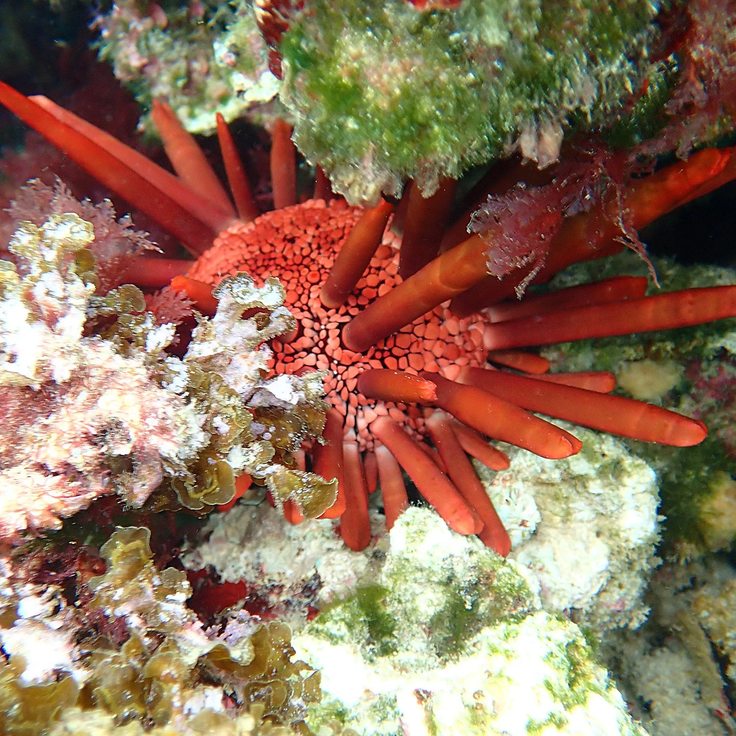 The importance of sea urchins — Norfolk Island's Reef