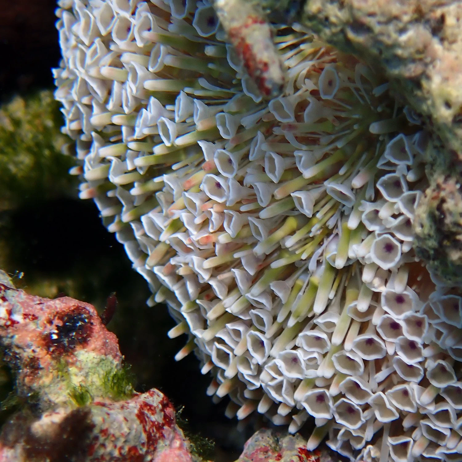 The importance of sea urchins — Norfolk Island's Reef