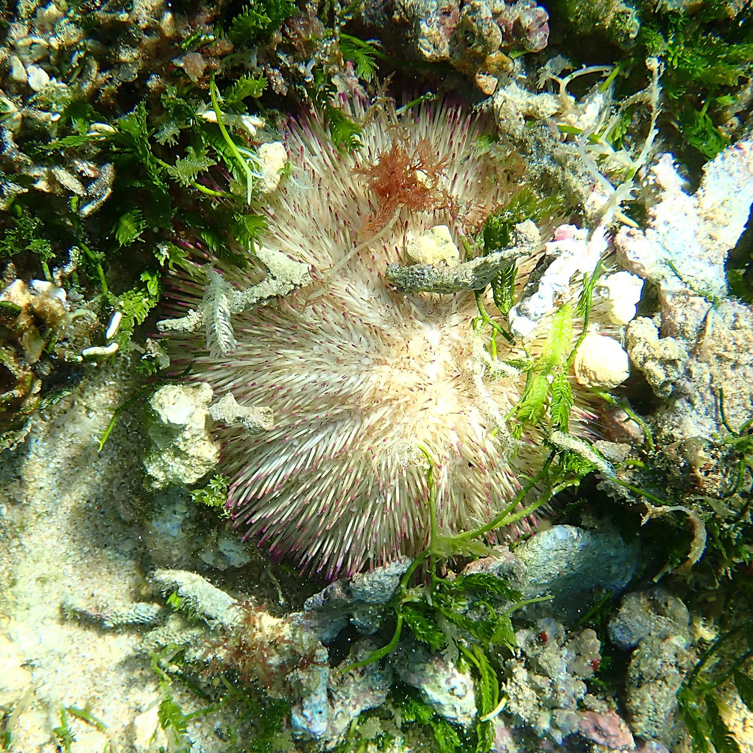 The importance of sea urchins — Norfolk Island's Reef