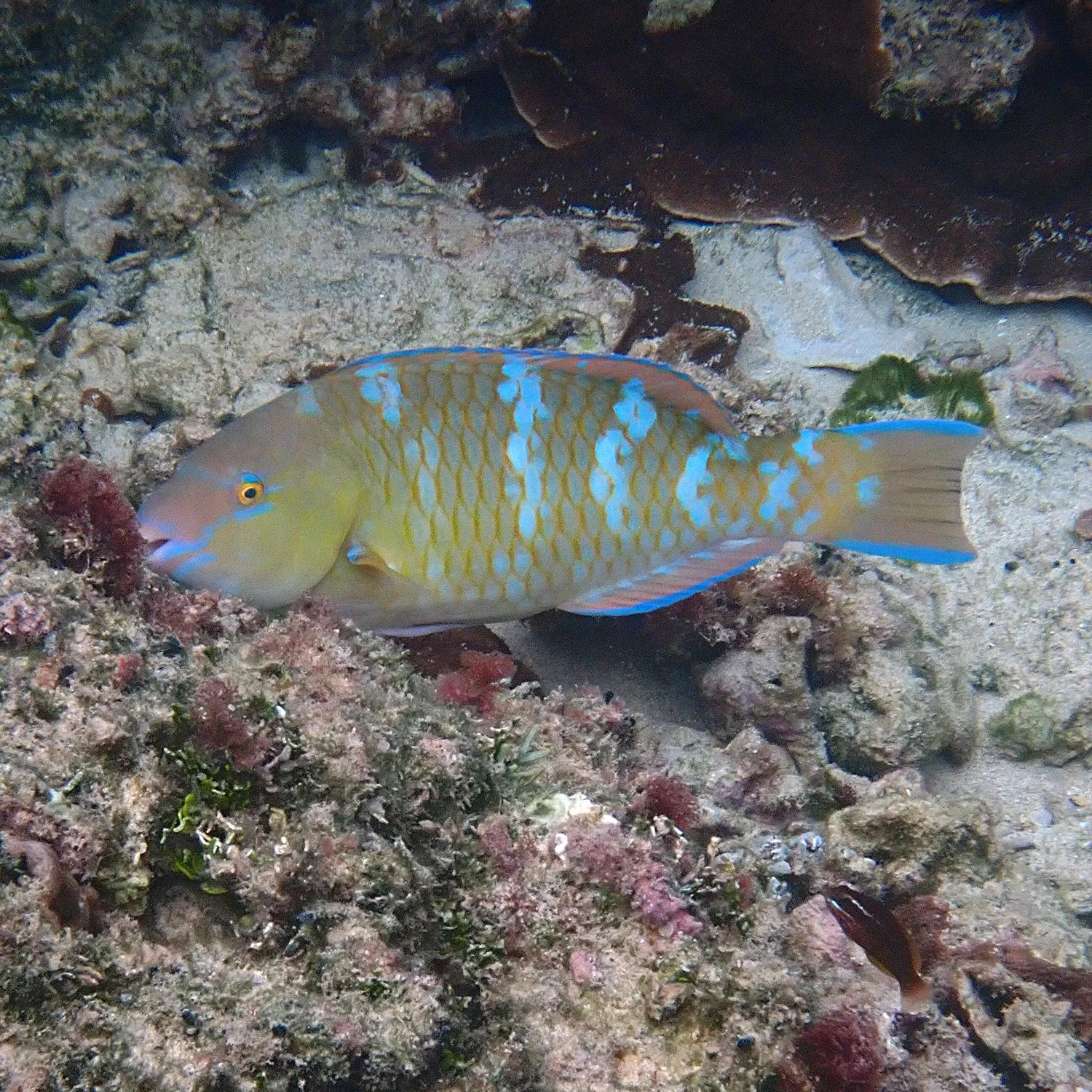 A year in review – 2023 on Norfolk Island's reef — Norfolk Island's Reef