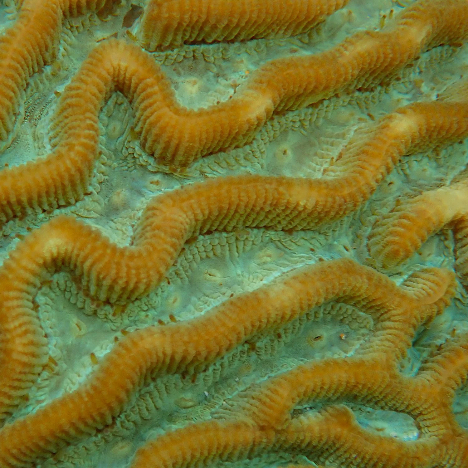 A year in review – 2023 on Norfolk Island's reef — Norfolk Island's Reef