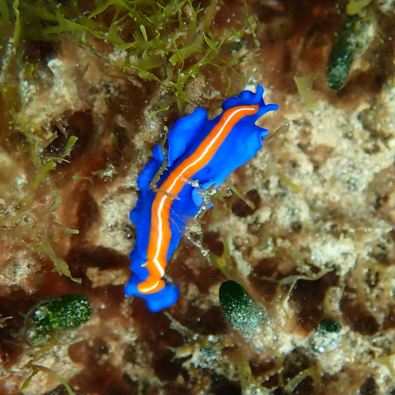 Norfolk Island's Nudibranchs, Sea Slugs and Flatworms