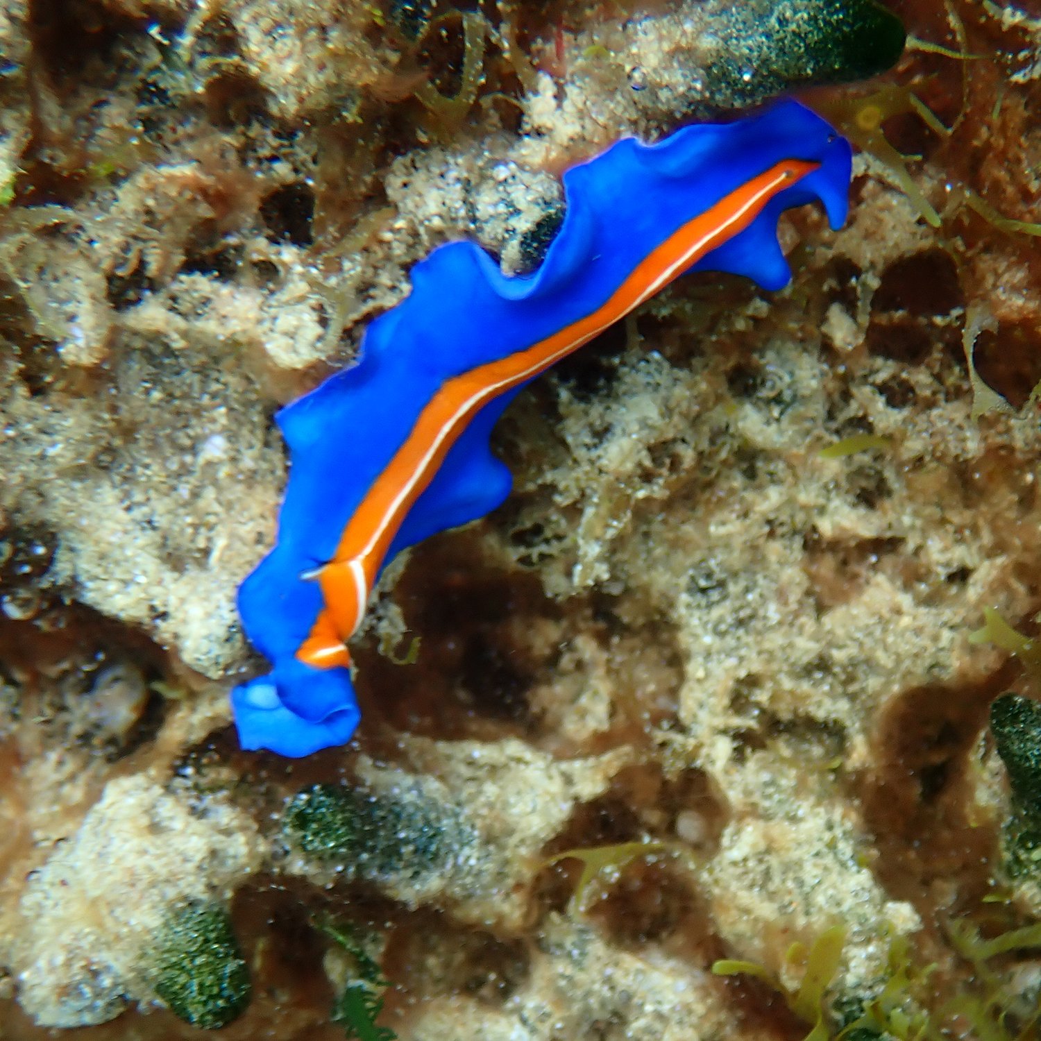 Norfolk Island's Nudibranchs, Sea Slugs and Flatworms