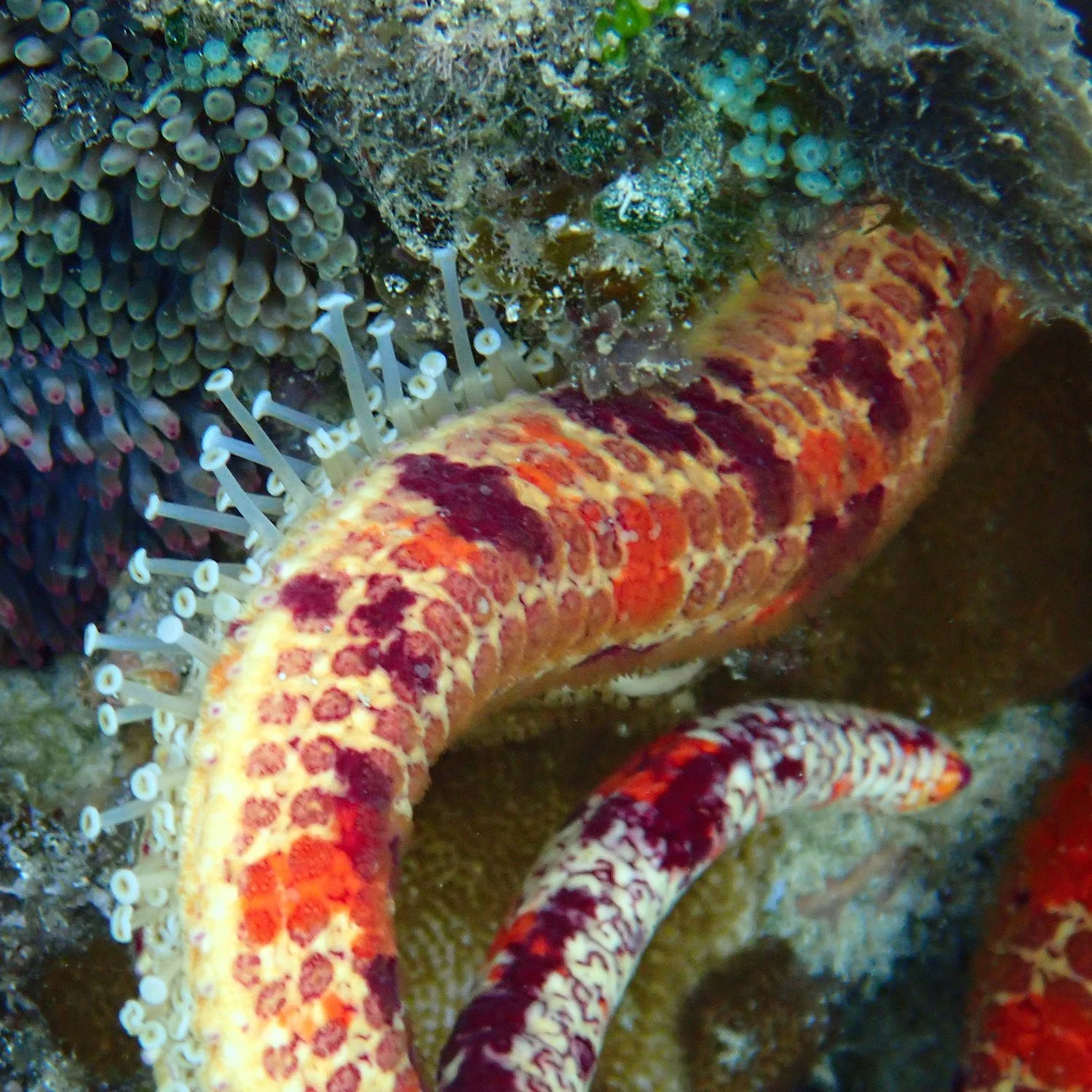 Norfolk Island's Sea stars