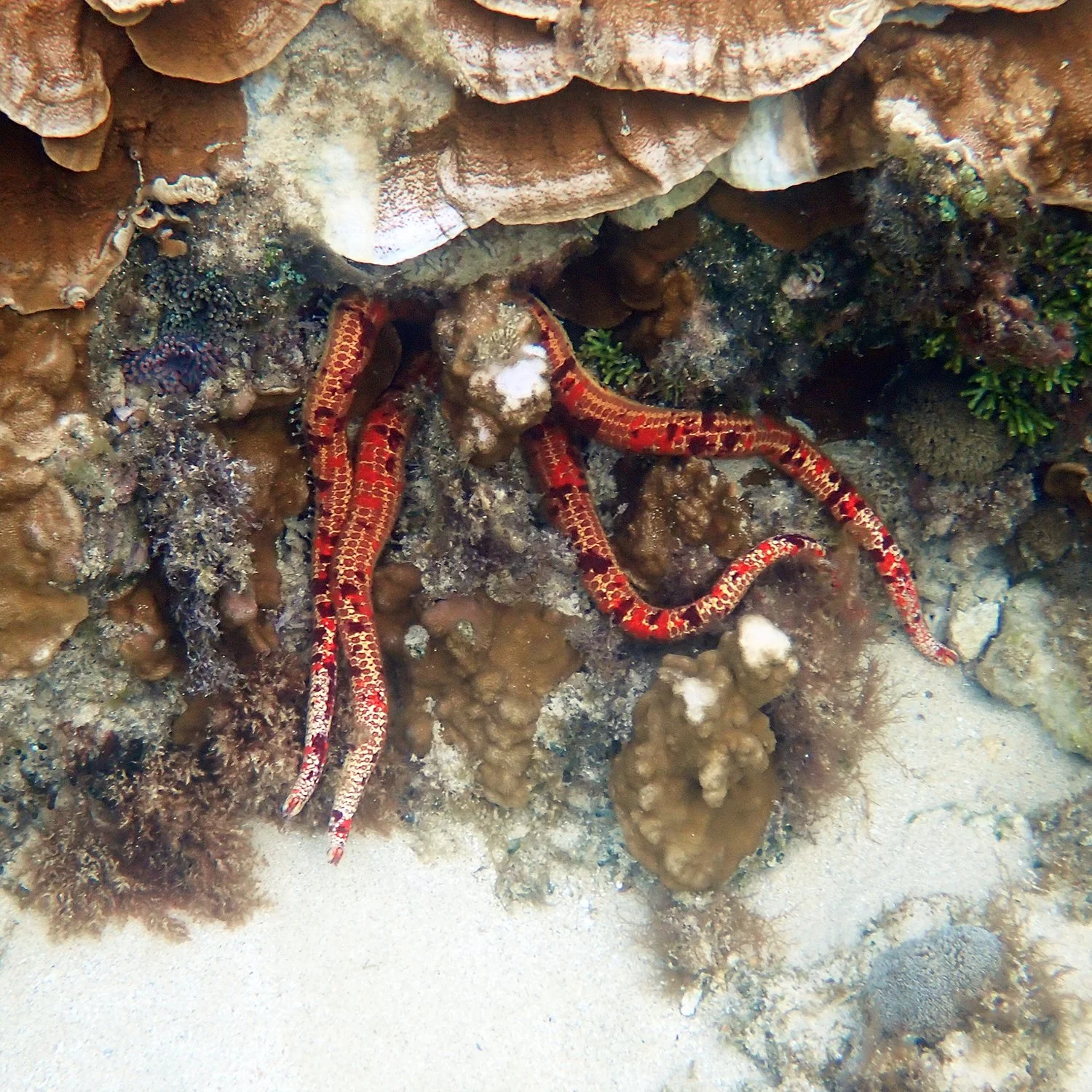 Norfolk Island's Sea stars