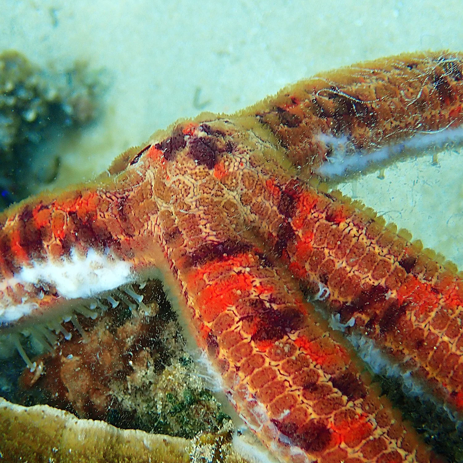 Norfolk Island's Sea stars