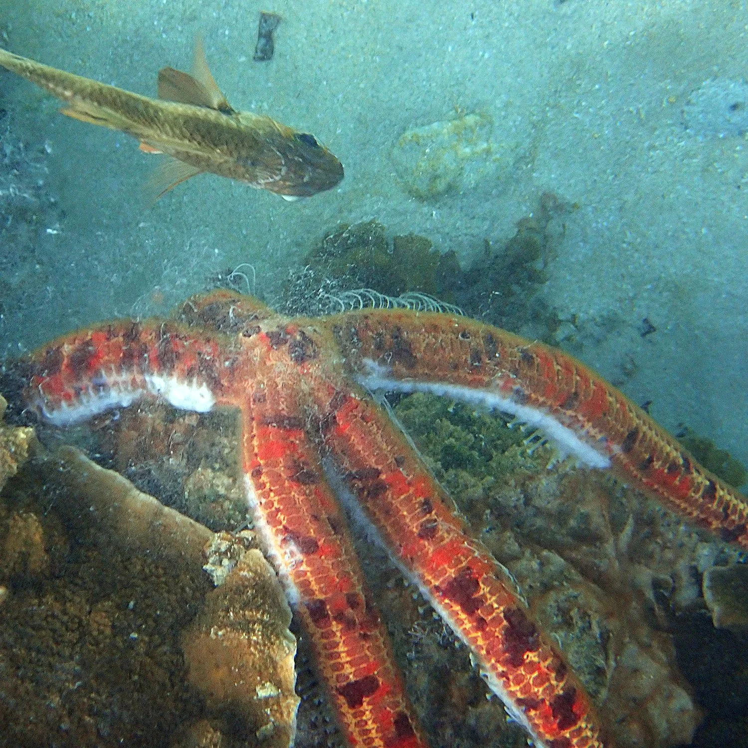 Norfolk Island's Sea stars