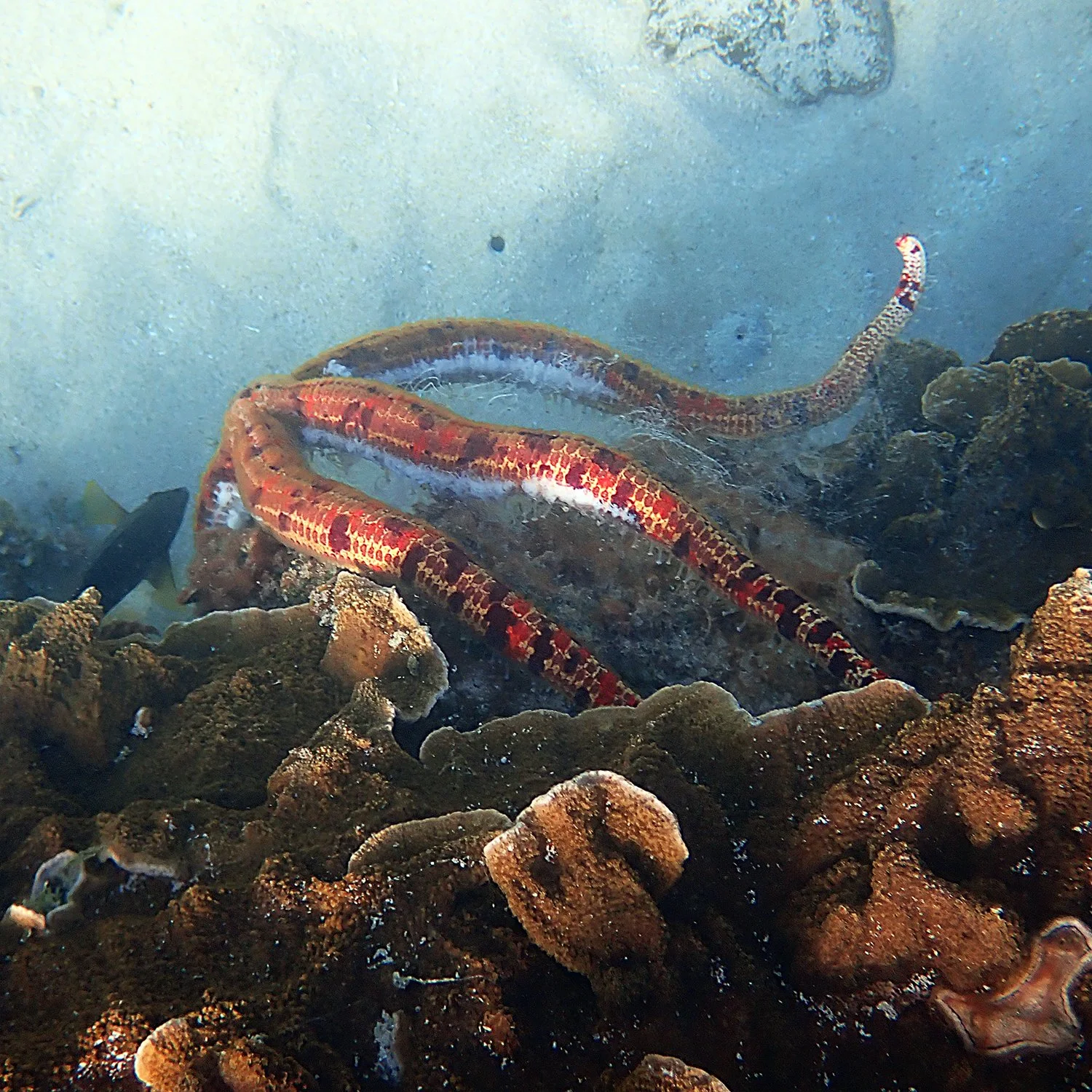 Norfolk Island's Sea stars