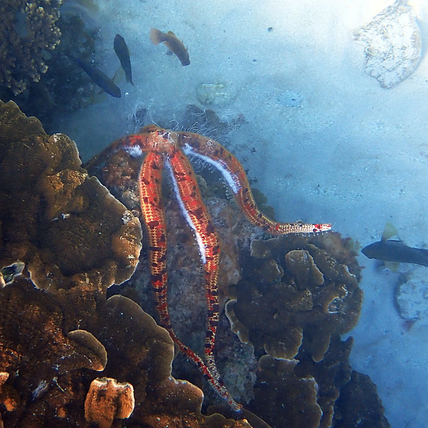 Norfolk Island's Sea stars