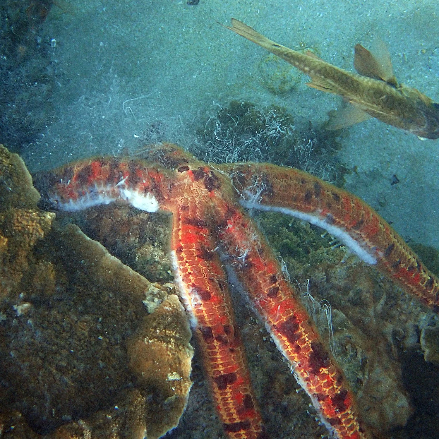 Norfolk Island's Sea stars