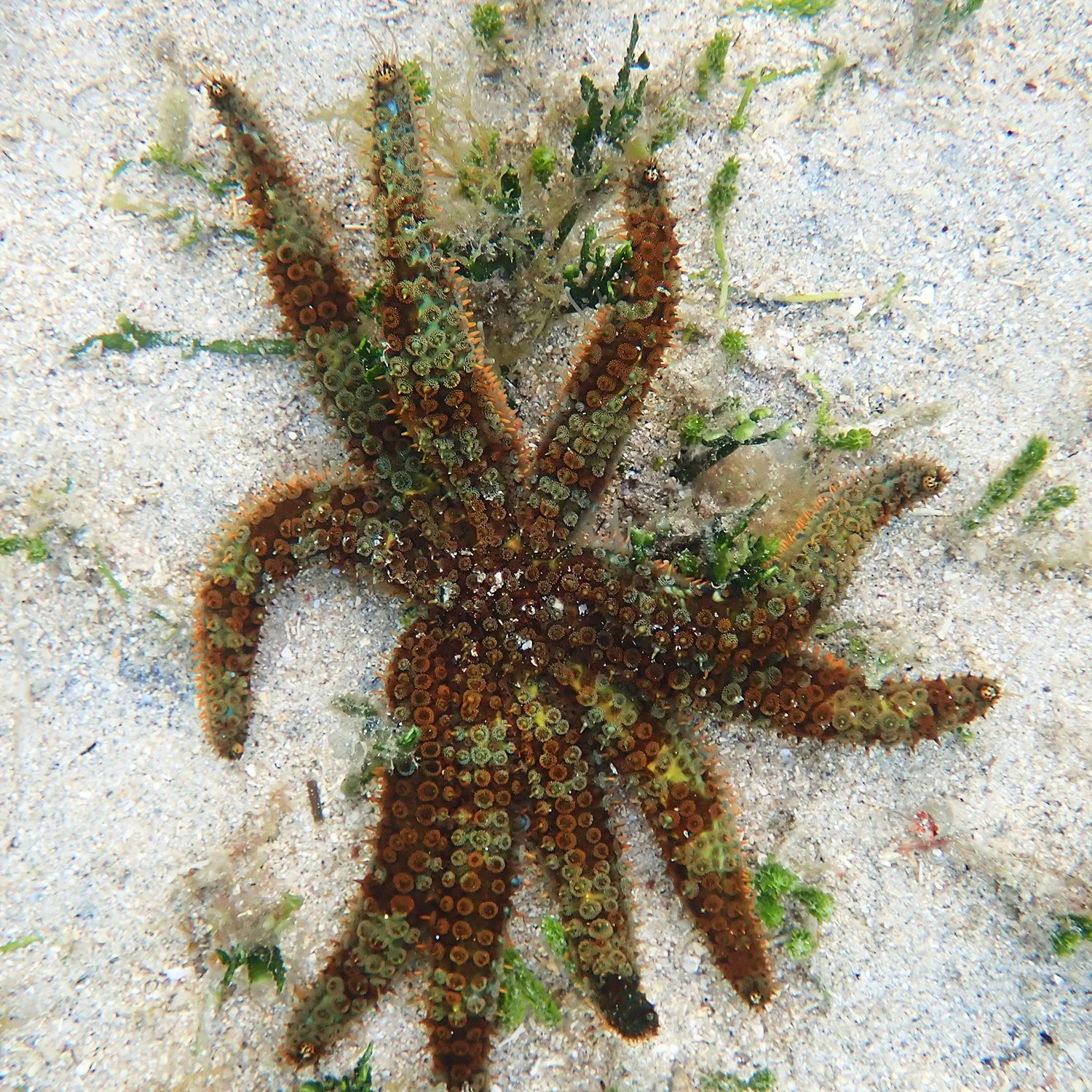 Norfolk Island's Sea stars