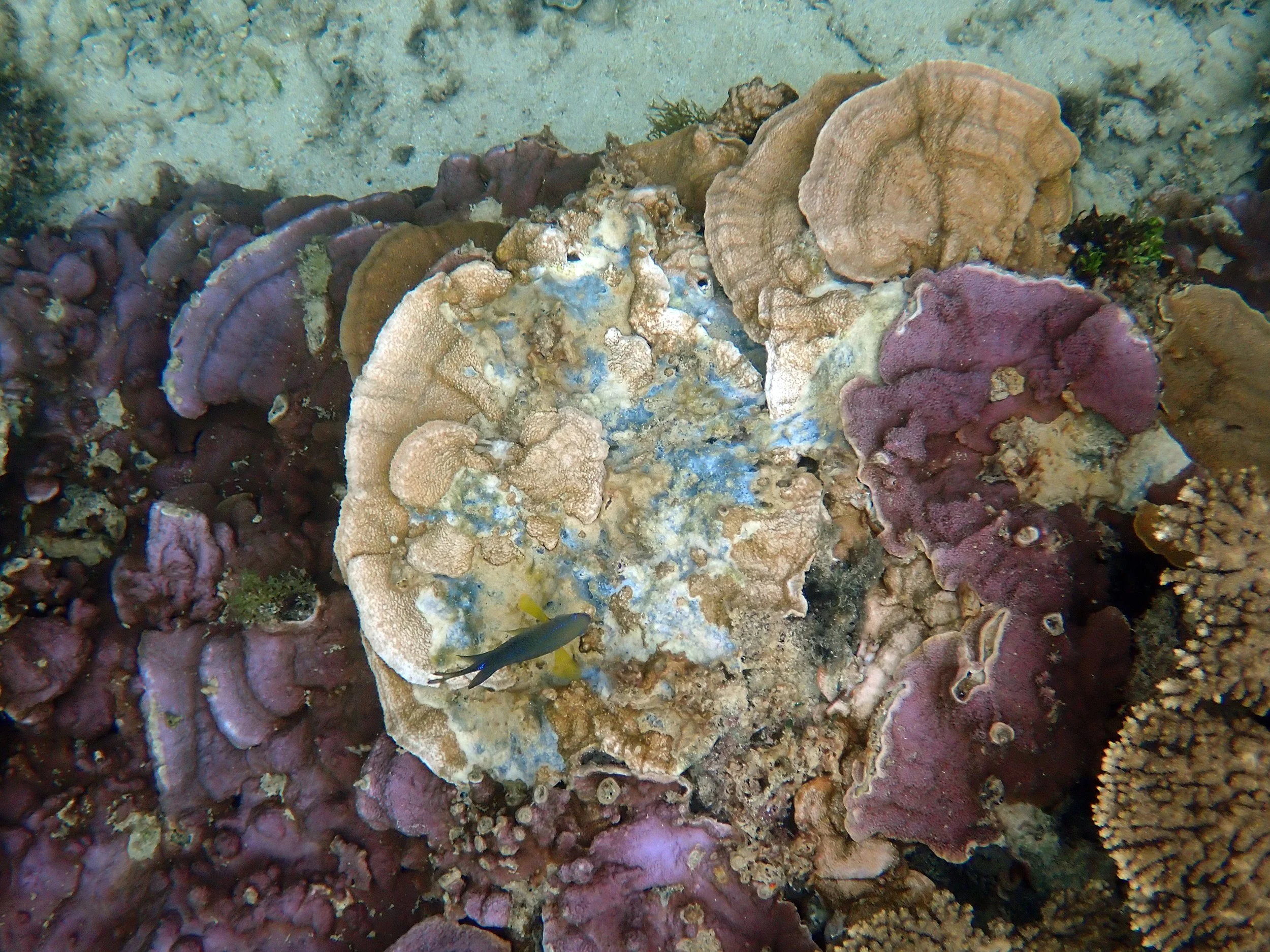 Combine bacteria, fungi, and maybe a sponge = one toxic mess — Norfolk ...