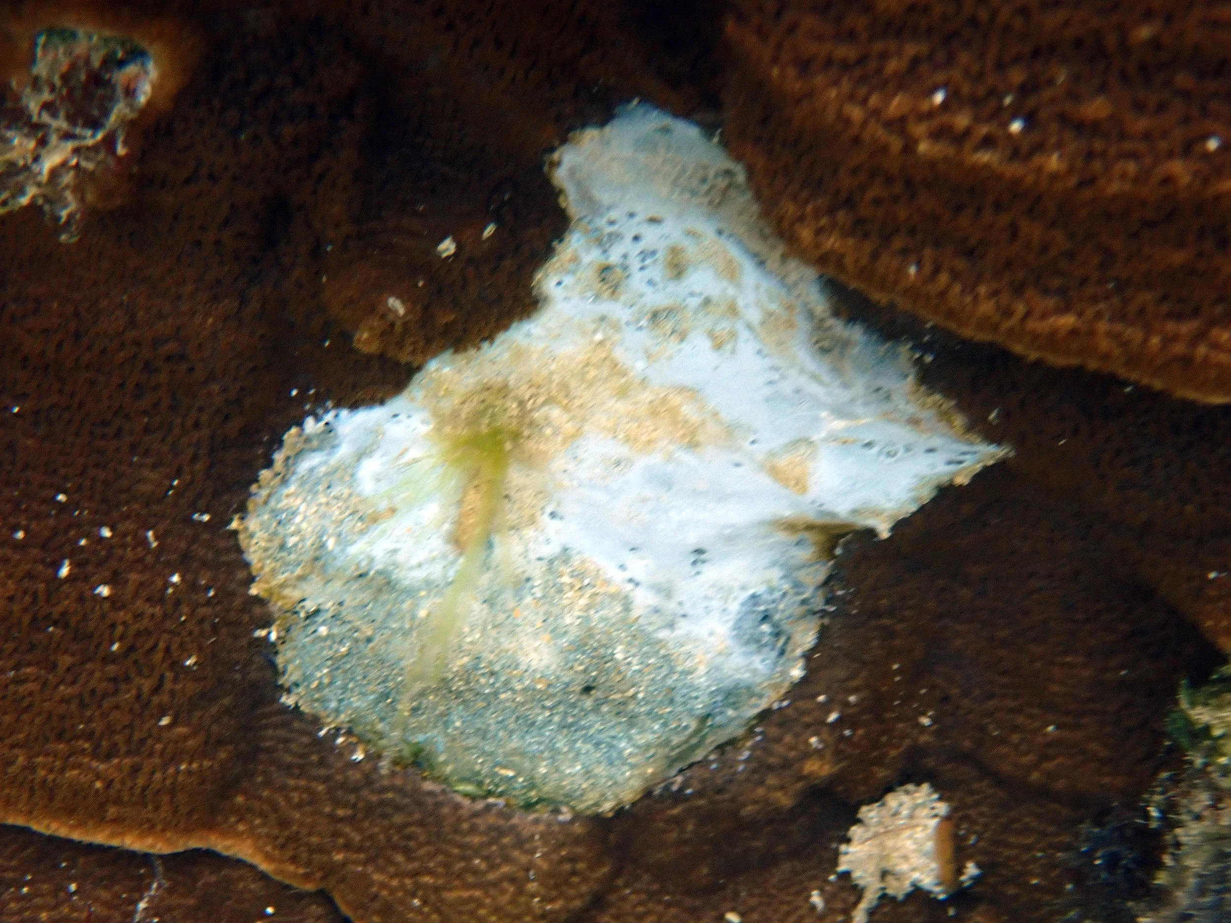 Combine bacteria, fungi, and maybe a sponge = one toxic mess — Norfolk ...