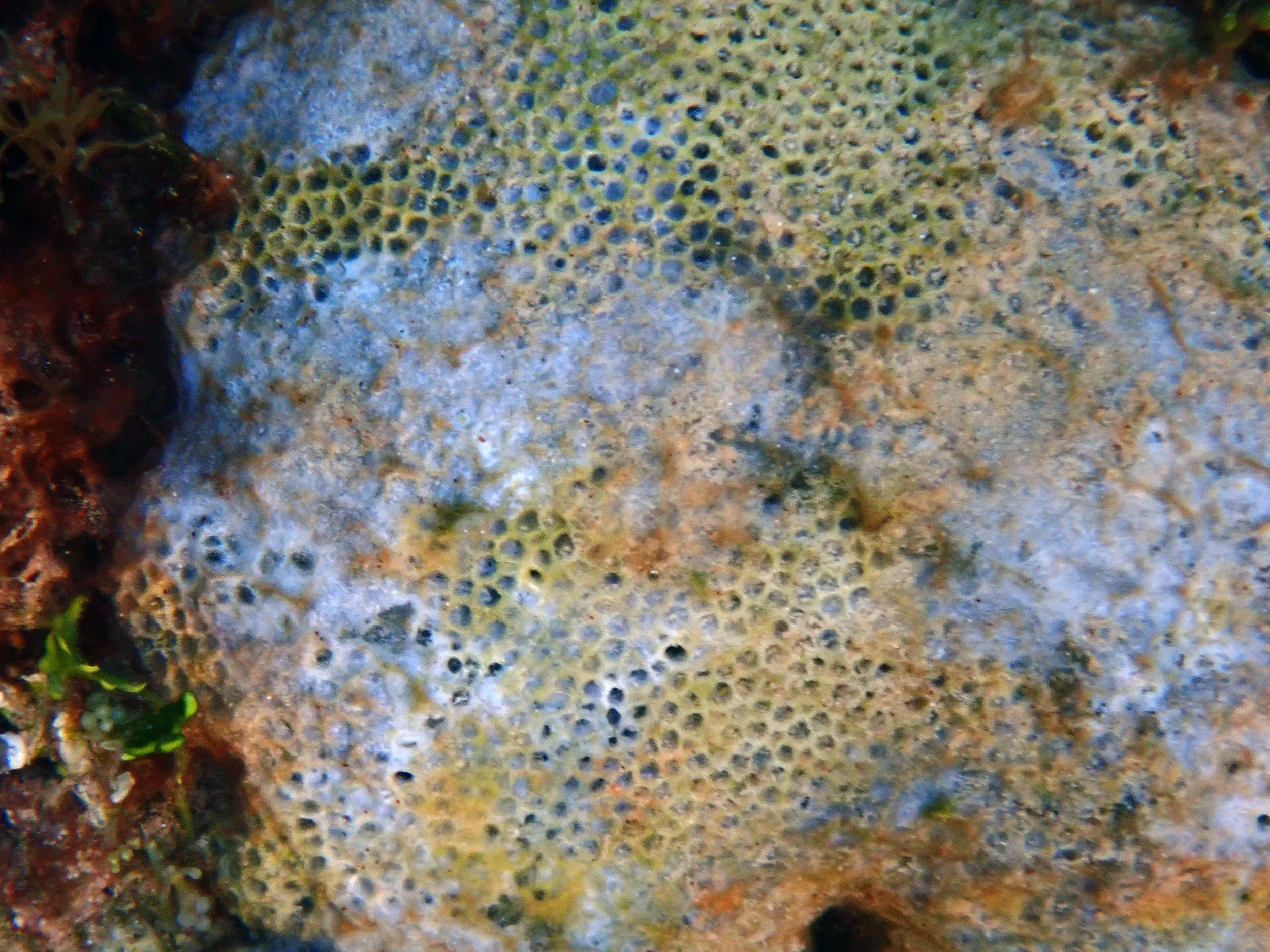 Combine bacteria, fungi, and maybe a sponge = one toxic mess — Norfolk ...