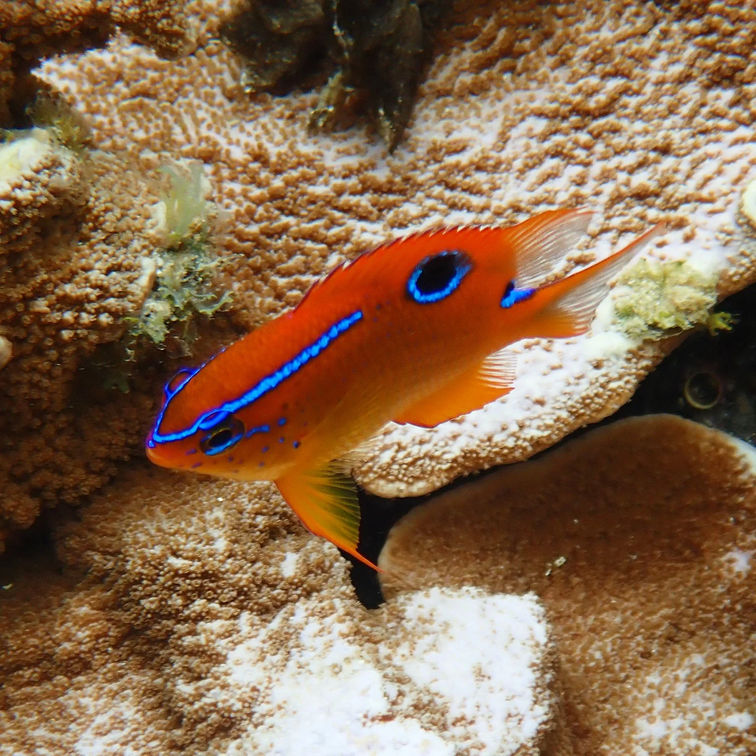 Know your damsels – multispine damselfish versus banded scalyfins ...